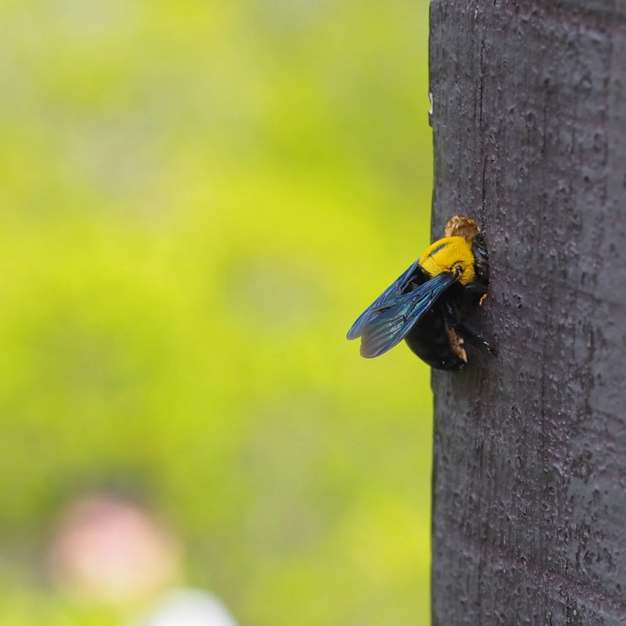 Carpenter Bee Sting: Identifying, Treating, Preventing - verloop.io