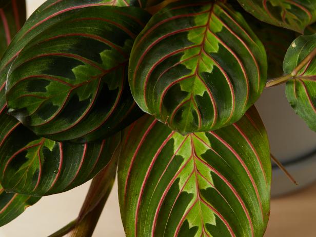 Prayer Plant Care: How to Grow and Propagate Prayer Plant | HGTV