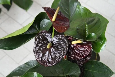 anthurium care outdoor