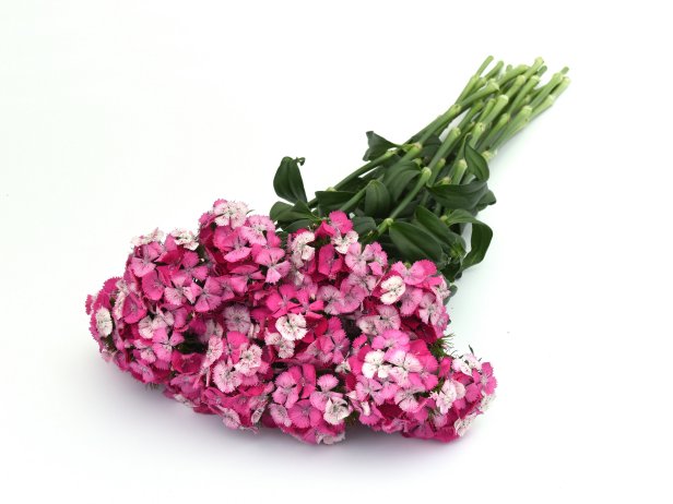 Planting and Growing Carnations | HGTV