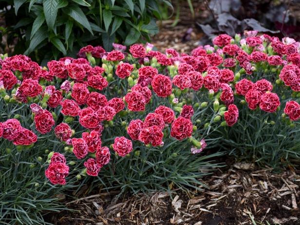 Planting and Growing Carnations | HGTV