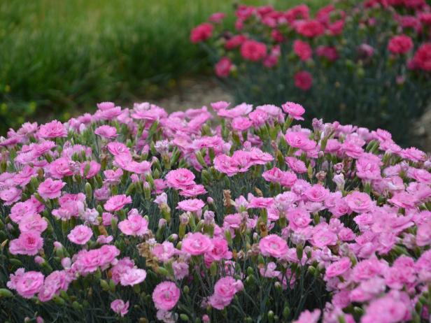 Planting and Growing Carnations | HGTV