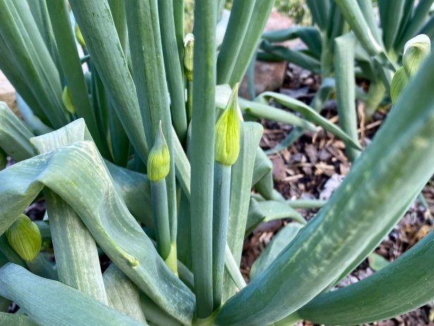 Egyptian Walking Onions | How to Grow | HGTV