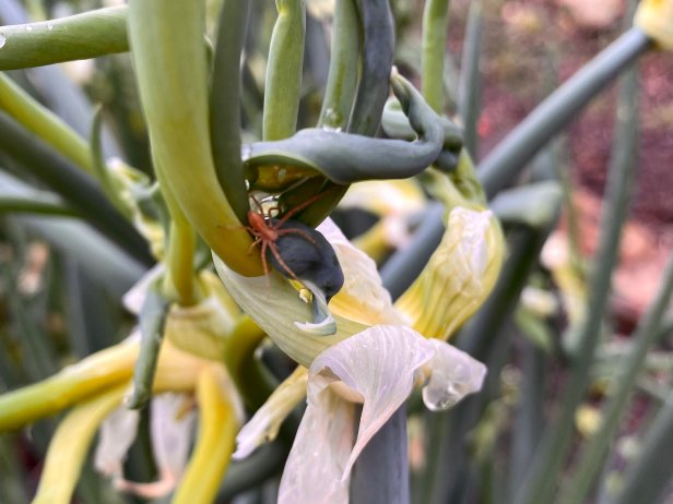 Egyptian Walking Onions | How to Grow | HGTV