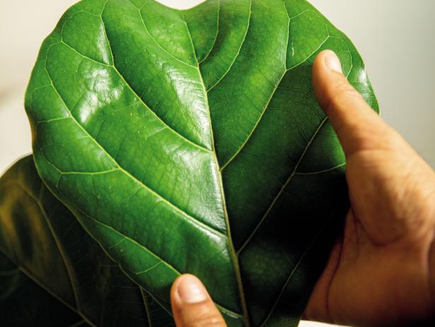 Plant Kween's Tips to Be a More Patient Plant Parent | HGTV