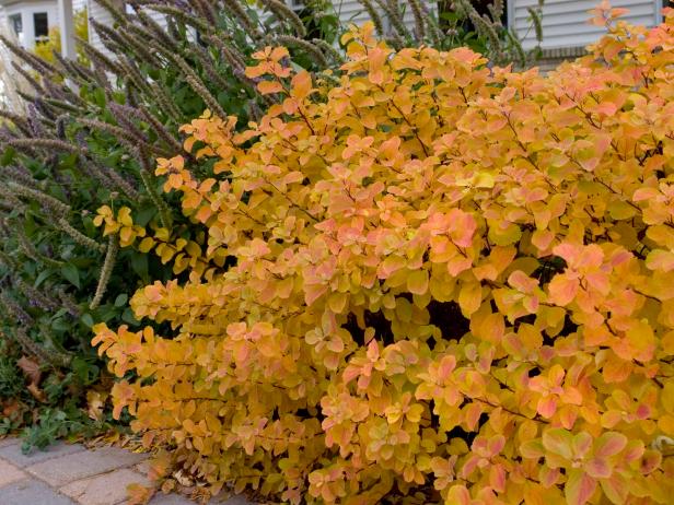 How to Plant and Grow Spirea | HGTV