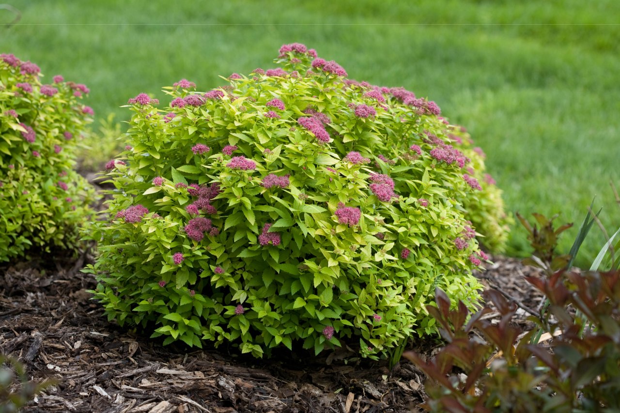 How to Plant and Grow Spirea | HGTV