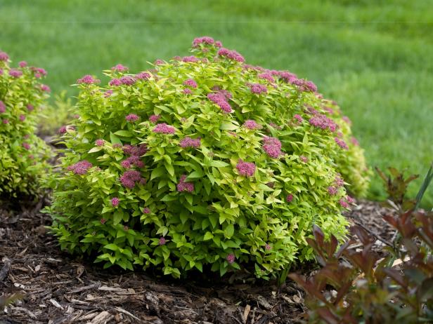 How to Plant and Grow Spirea | HGTV