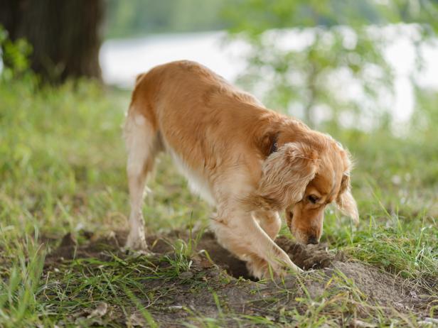 How to Stop Your Dog From Digging in the Yard | HGTV