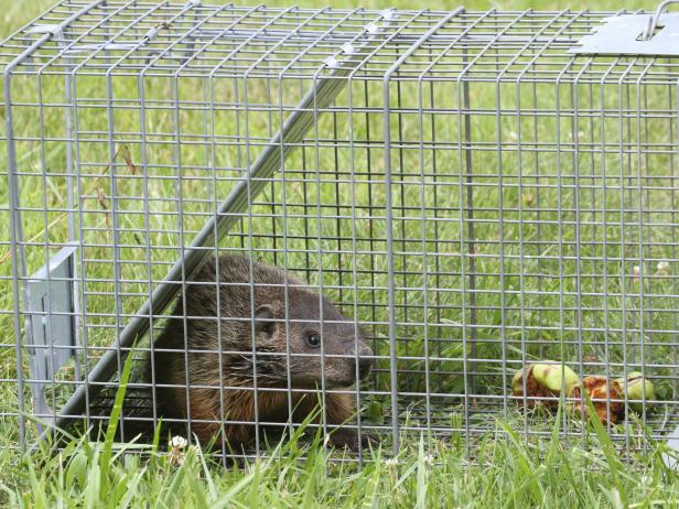 How to Get Humanely Get Rid of Groundhogs in Your Yard | HGTV