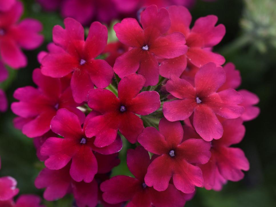 25 Magenta Flowers to Celebrate Pantone's 2023 Color of the Year | HGTV