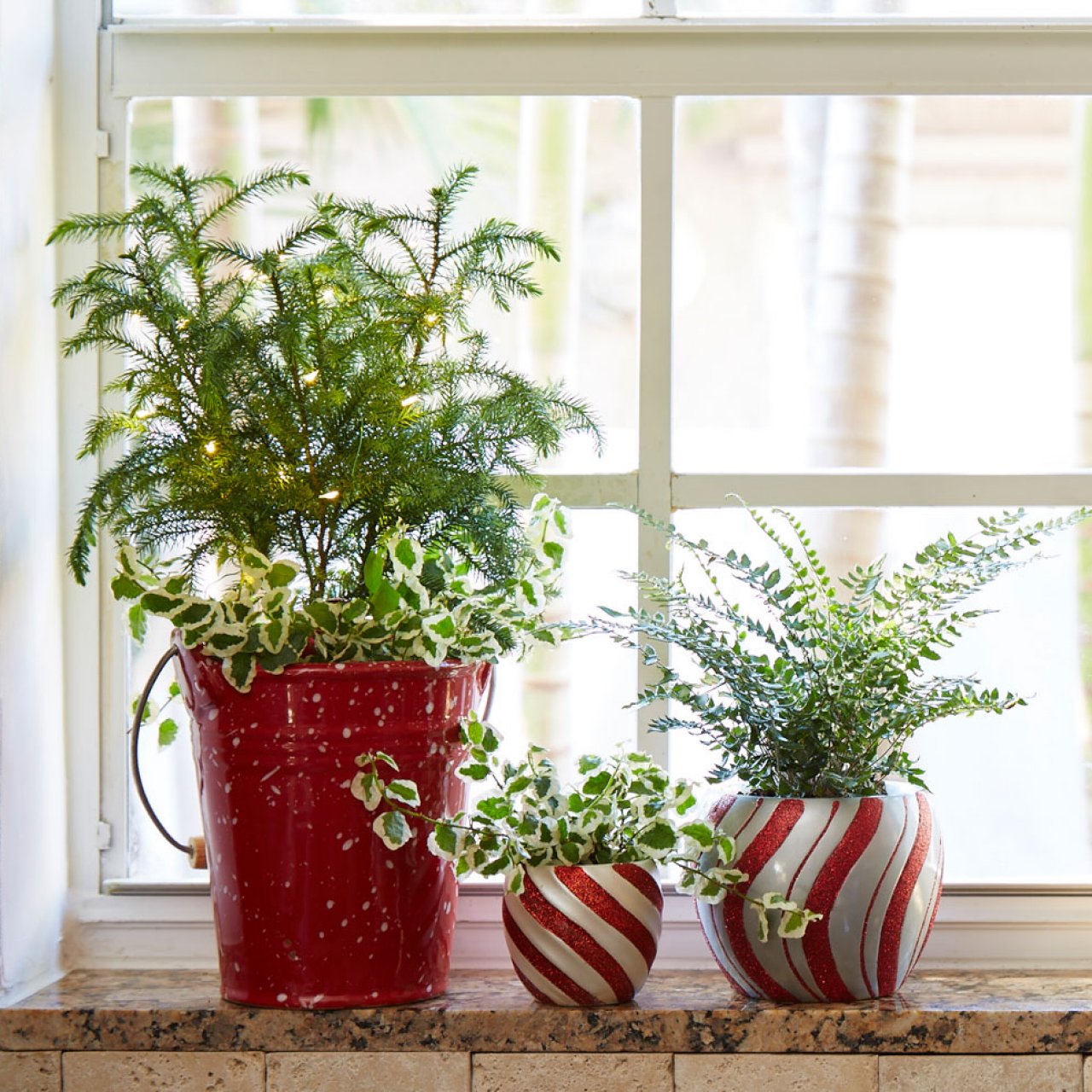 How to Grow Norfolk Island Pine | HGTV