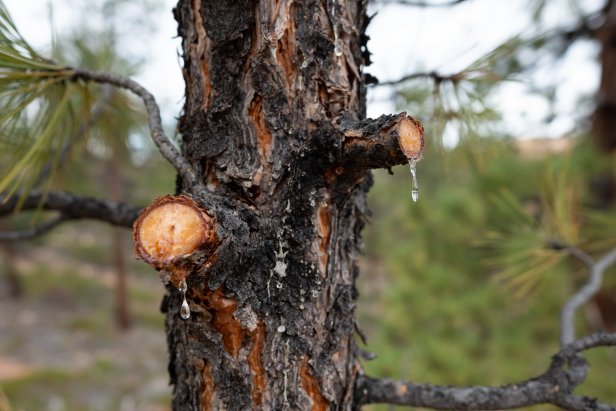 Pine Tree Diseases and Problems and How to Fix Them | HGTV