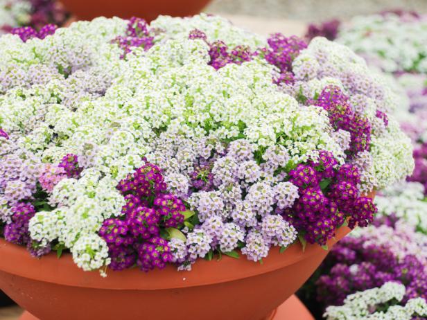 How to Grow Sweet Alyssum | HGTV