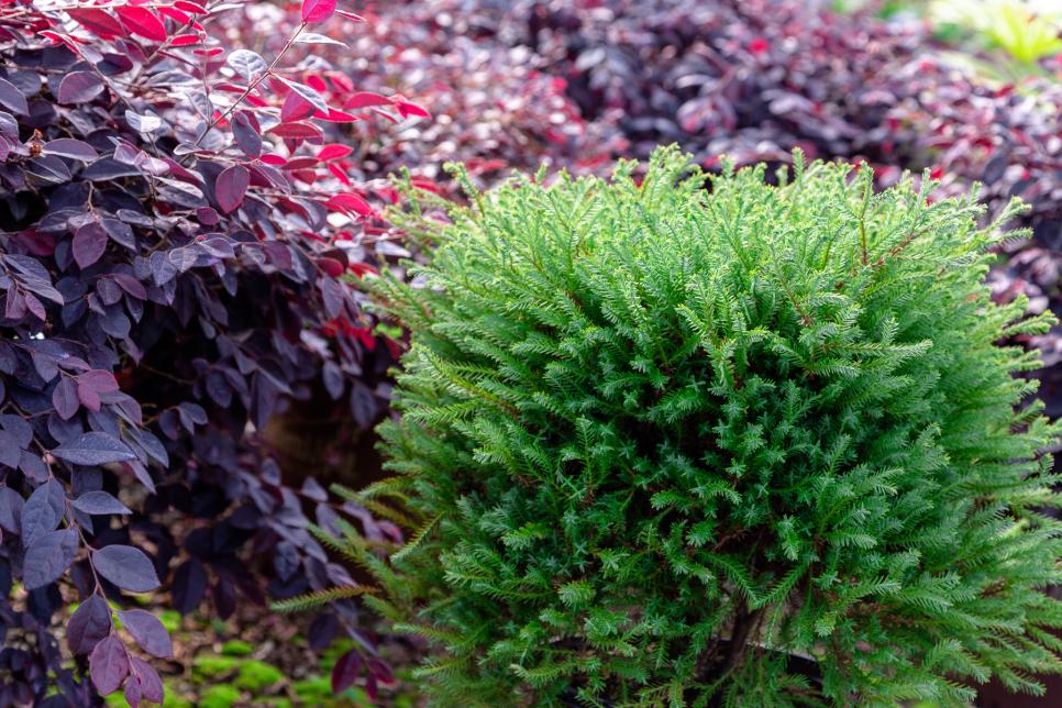 Never Prune These Plants in Spring, Plus Which Plants You Should Prune ...