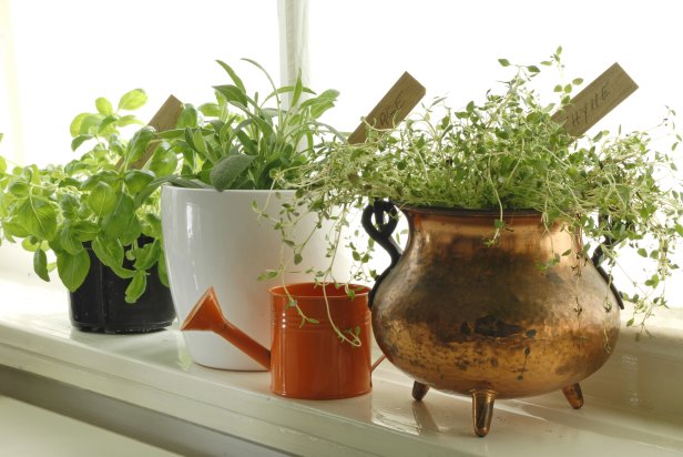 How to Grow Herbs in the Winter | HGTV