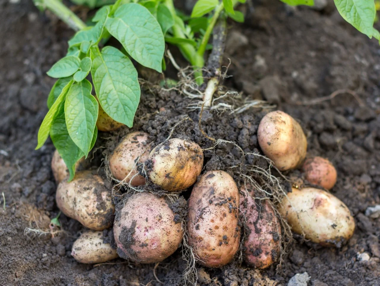 How Potatoes Grow Diagram
