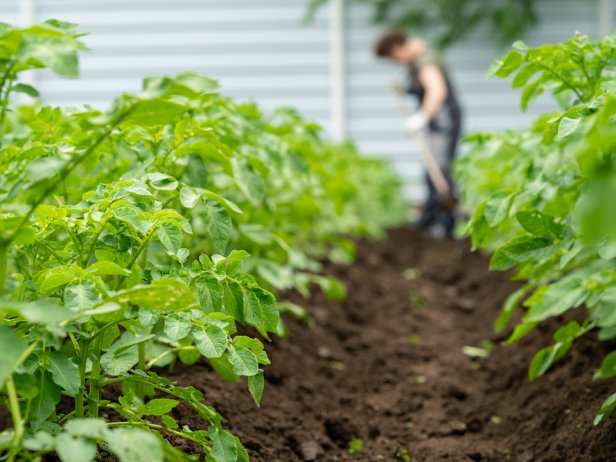 How to Grow Potatoes and When to Harvest Them | HGTV