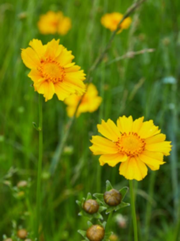 The Most Popular Native Plants in Every State | HGTV