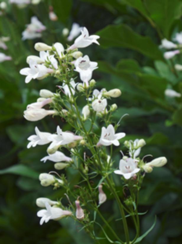 The Most Popular Native Plants in Every State | HGTV