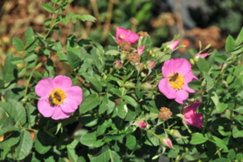 The Most Popular Native Plants in Every State | HGTV