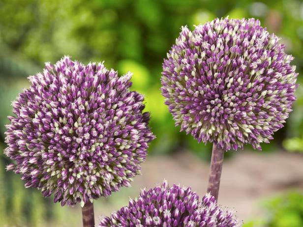 How to Grow Alliums and Flowering Onions | HGTV