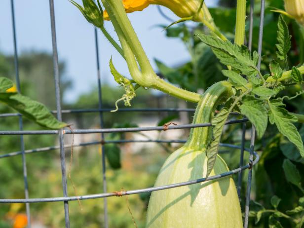 Growing Spaghetti Squash | HGTV