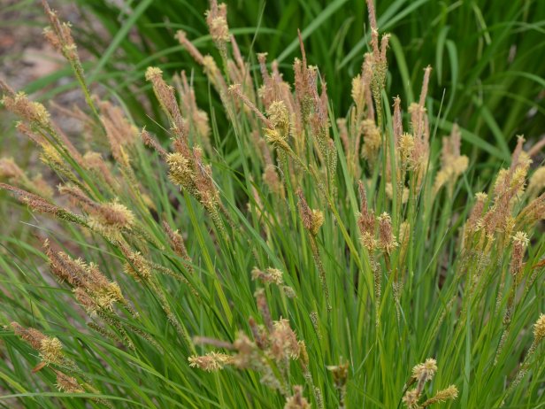 How to Grow Carex Sedges | Best Carex Varieties | HGTV