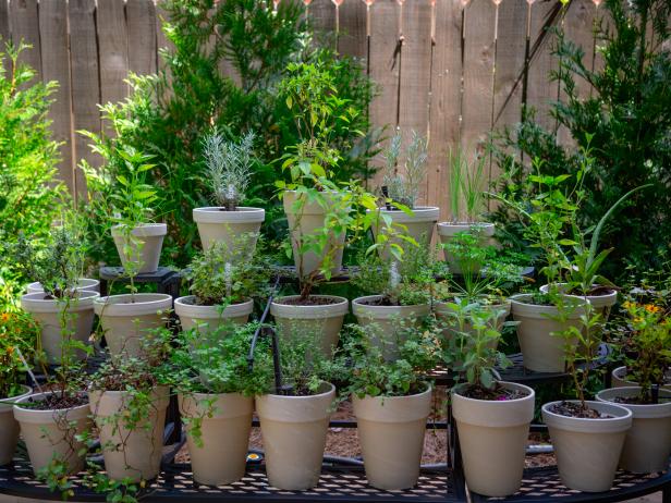 Meet "Homegrown" Star Jamila Norman and Find Out How She Became an ...