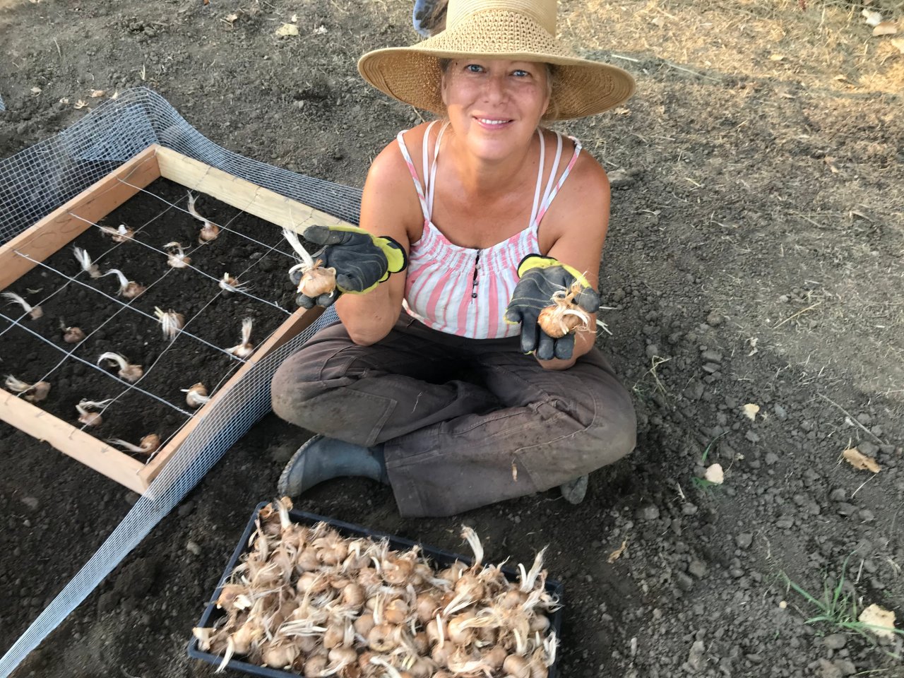 Growing Saffron Flower | Saffron Crocus Guide | HGTV