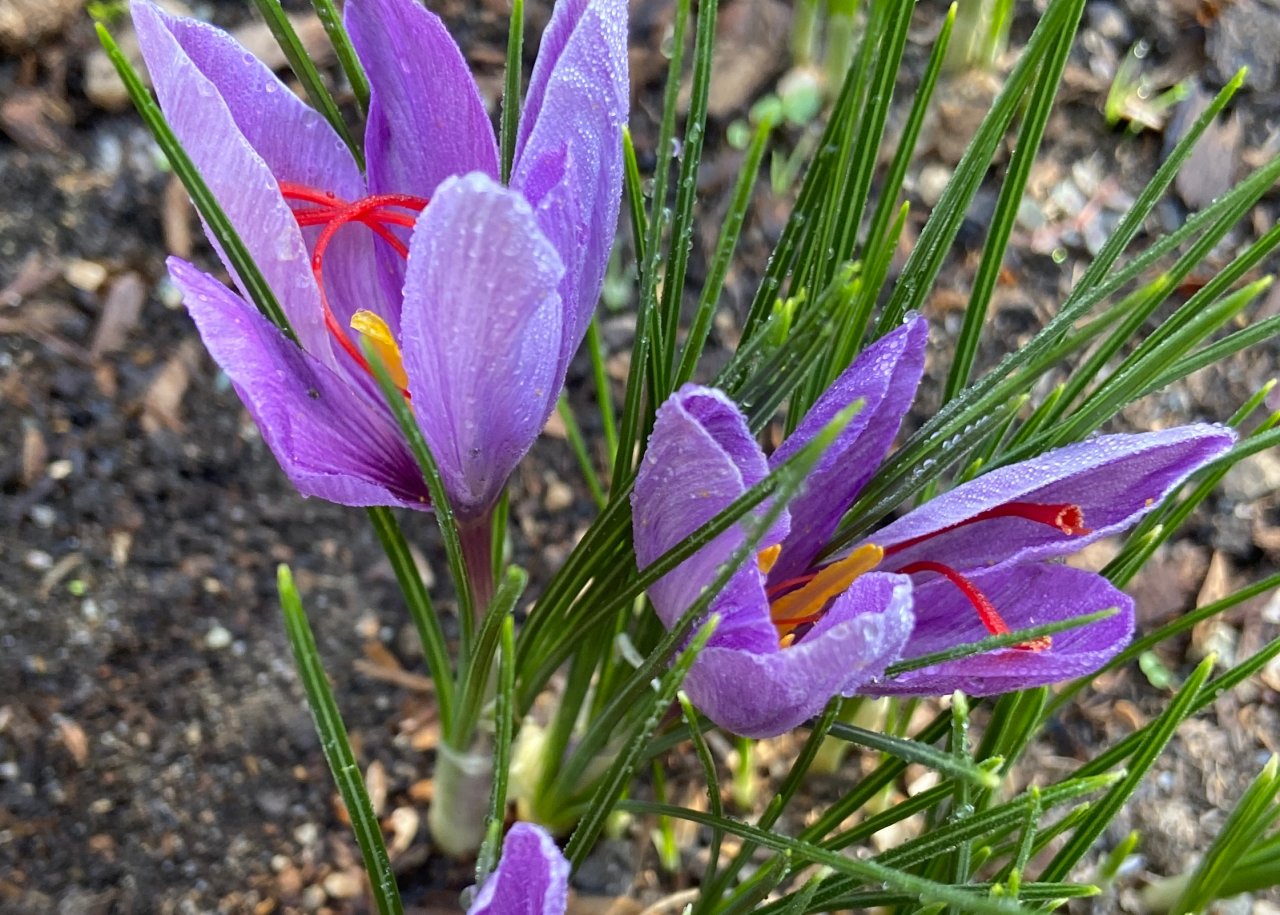 Growing Saffron Flower | Saffron Crocus Guide | HGTV