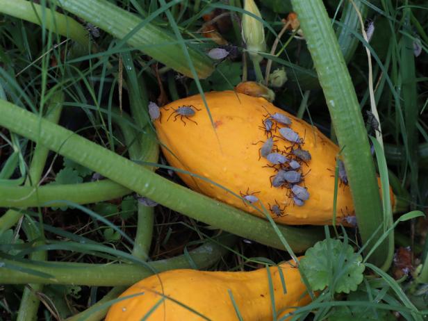 Squash Bugs and Squash Vine Borers in the Garden | HGTV