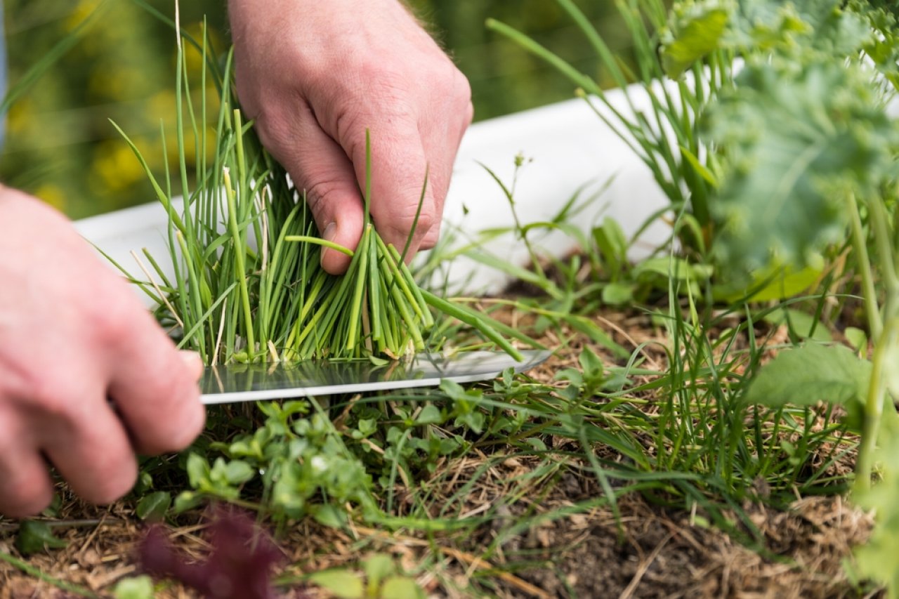 Tips for Planting, Growing and Harvesting Chives | HGTV