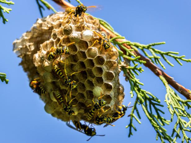 How to Get Rid of Wasps | HGTV