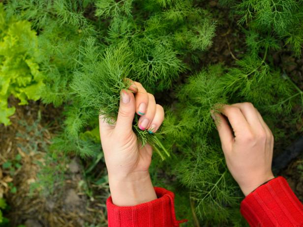 How to Grow Dill | HGTV