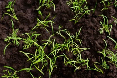 dill sprouts