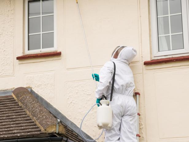 How to Get Rid of Wasps | HGTV