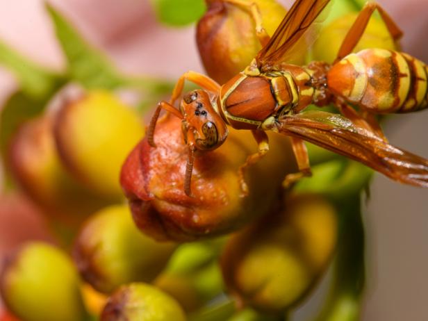 How to Get Rid of Wasps | HGTV