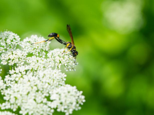 How to Get Rid of Wasps | HGTV