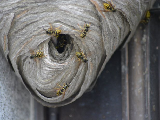 How to Get Rid of Wasps | HGTV