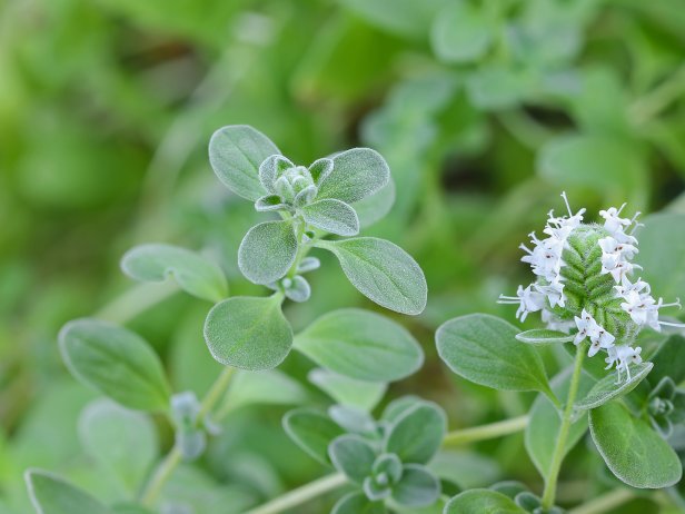 How to Grow Majoram | HGTV