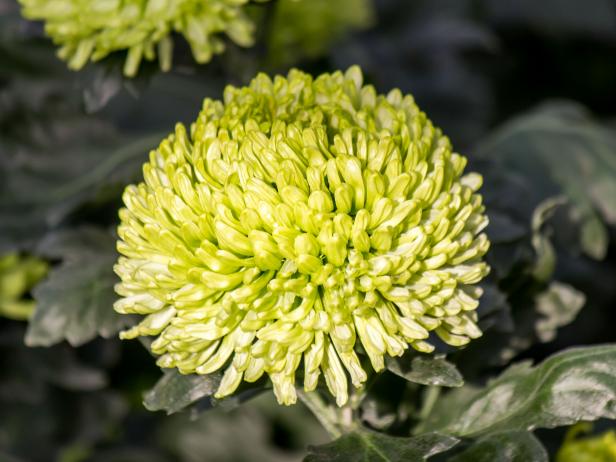 13 Types of Mums | Chrysanthemum Varieties | HGTV