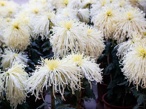 13 Types of Mums | Chrysanthemum Varieties | HGTV