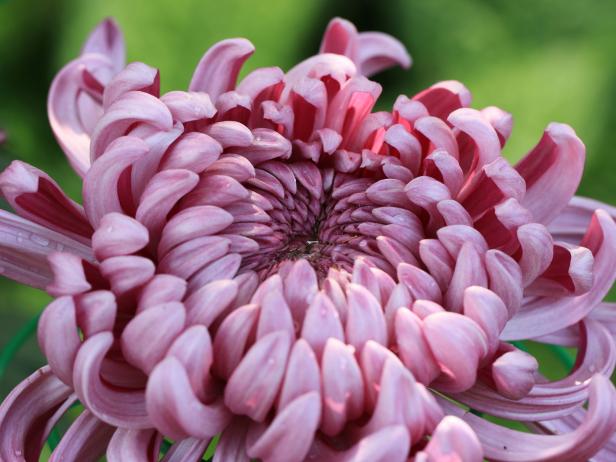 13 Types of Mums | Chrysanthemum Varieties | HGTV