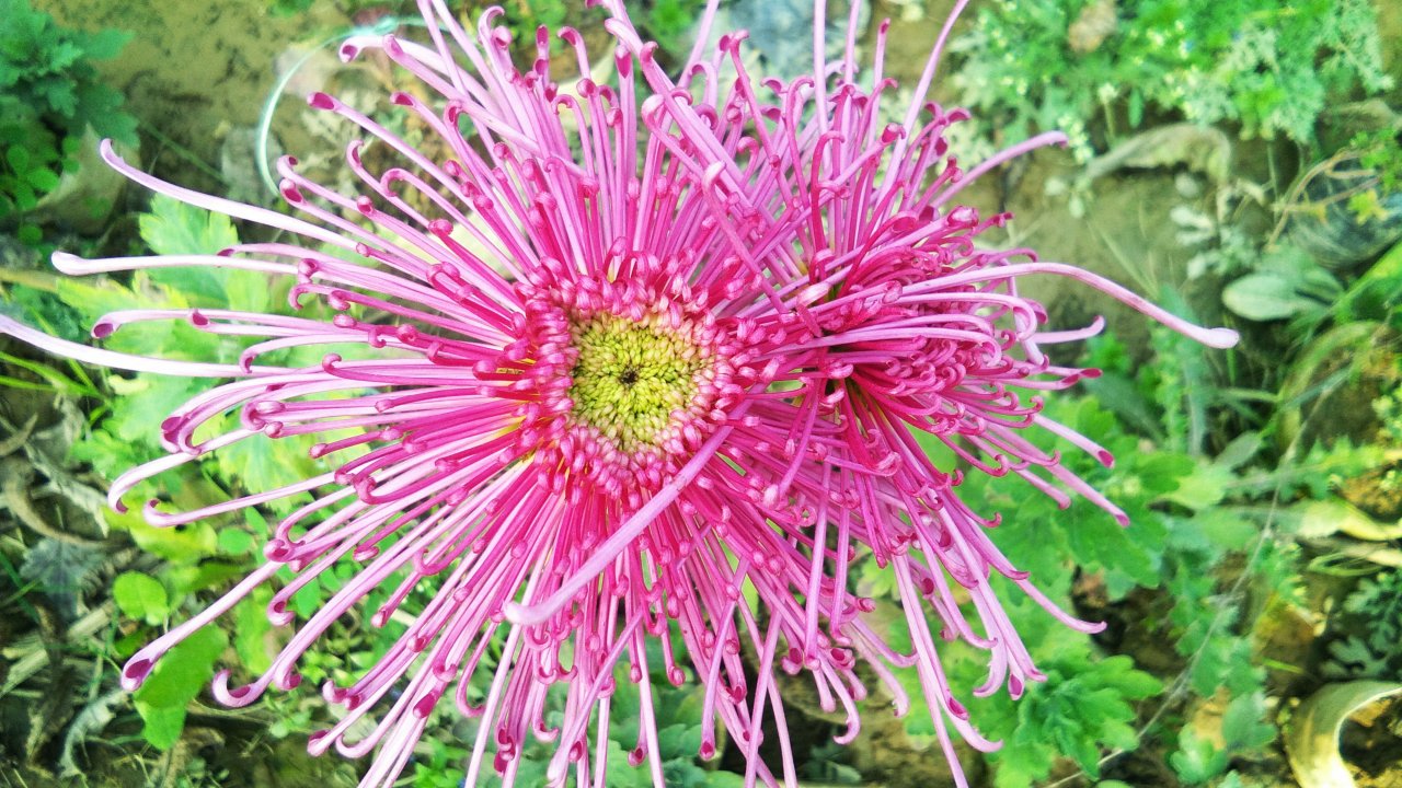 13 Types of Mums | Chrysanthemum Varieties | HGTV
