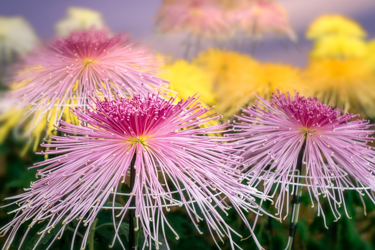 13 Types of Mums | Chrysanthemum Varieties | HGTV