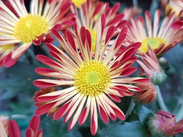 13 Types of Mums | Chrysanthemum Varieties | HGTV