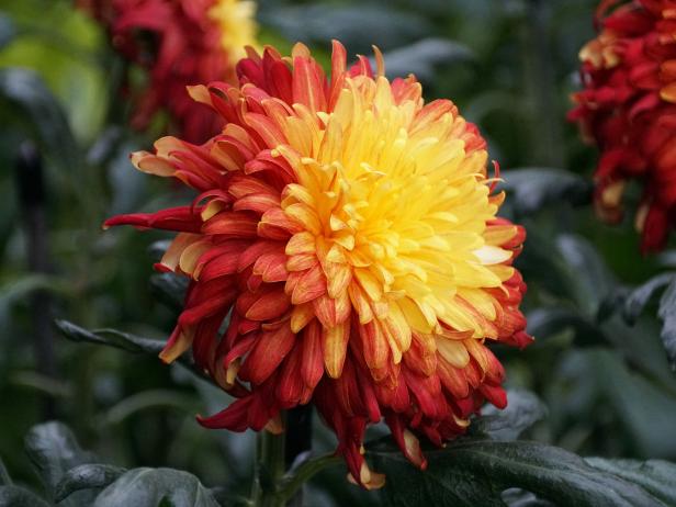 13 Types of Mums | Chrysanthemum Varieties | HGTV