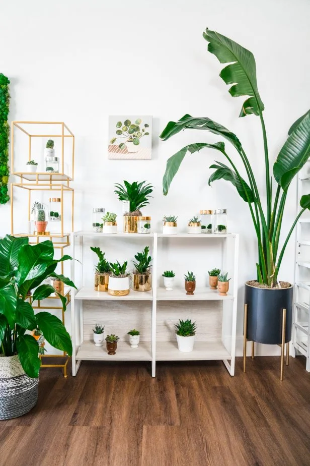 fig tree design studio