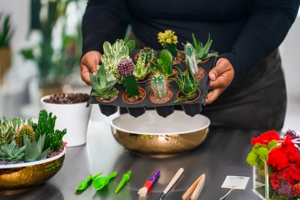 ballard design fig tree